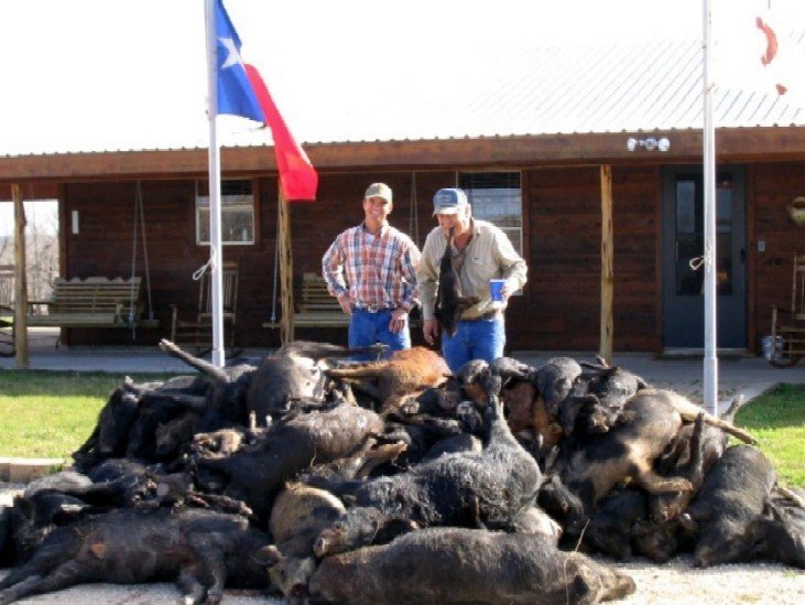 How to solve a Wild Hog Problem